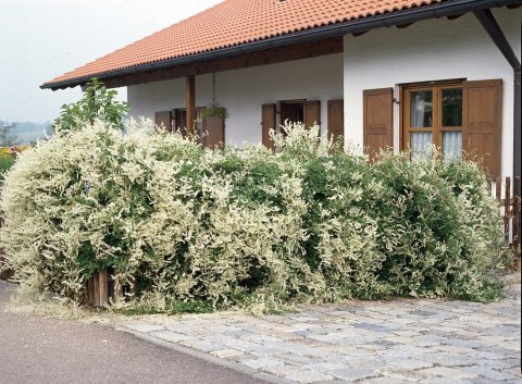 Rdest Auberta Najszybciej Rosnące Pnącze doniczka 0,5L